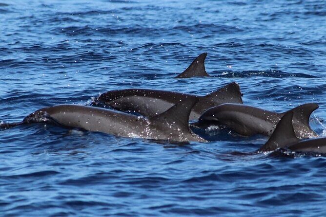 Want to escape? Treat yourself to a snorkeling session in Tahiti! - Exploring Tahiti’s Marine Treasures