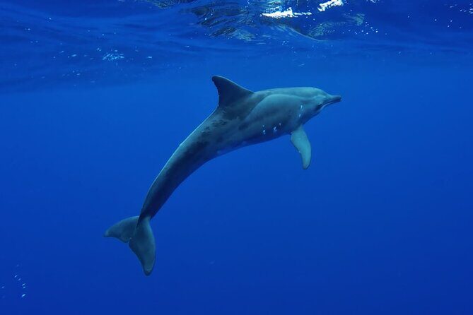 Want to escape? Treat yourself to a snorkeling session in Tahiti! - Practical Tips for Booking & Enjoying