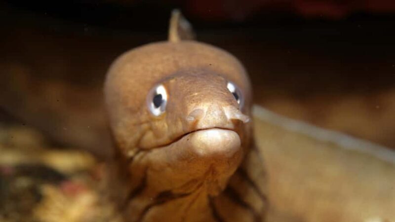 Warkworth: Full-Day Scuba Dive Charter at Hen and Chickens - An In-Depth Look at the Experience