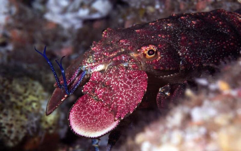 Warkworth: Full-Day Scuba Dive Charter at Hen and Chickens - The Sum Up