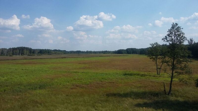 Warsaw: Bialowieza National Park and European Bison Tour - Key Points  