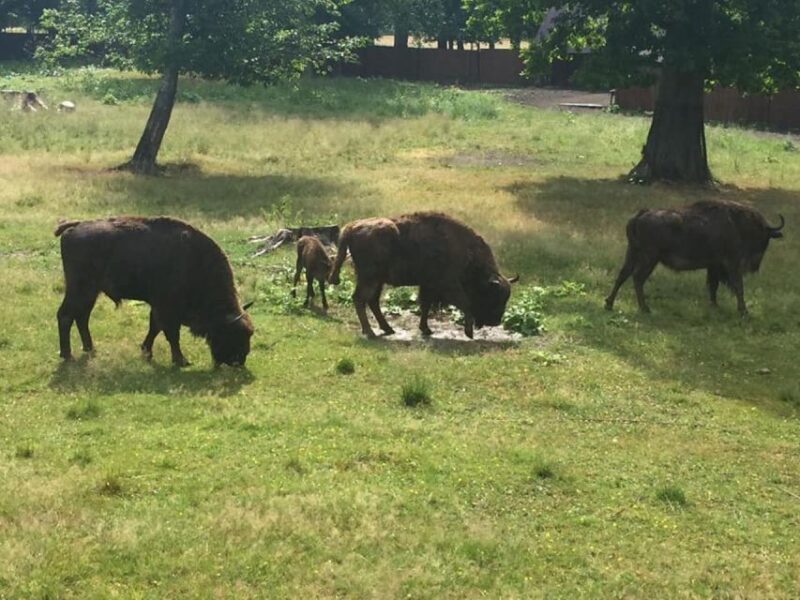 Warsaw: Bialowieza National Park and European Bison Tour - The Journey Begins: Convenient Pickup and Transport  