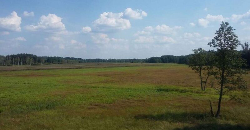 Warsaw: Bialowieza National Park and European Bison Tour - Wildlife Watching: European Bison and Beyond  