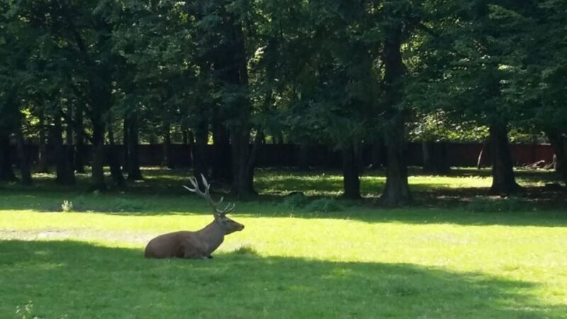 Warsaw: Bialowieza National Park and European Bison Tour - Practical Tips for Travelers  