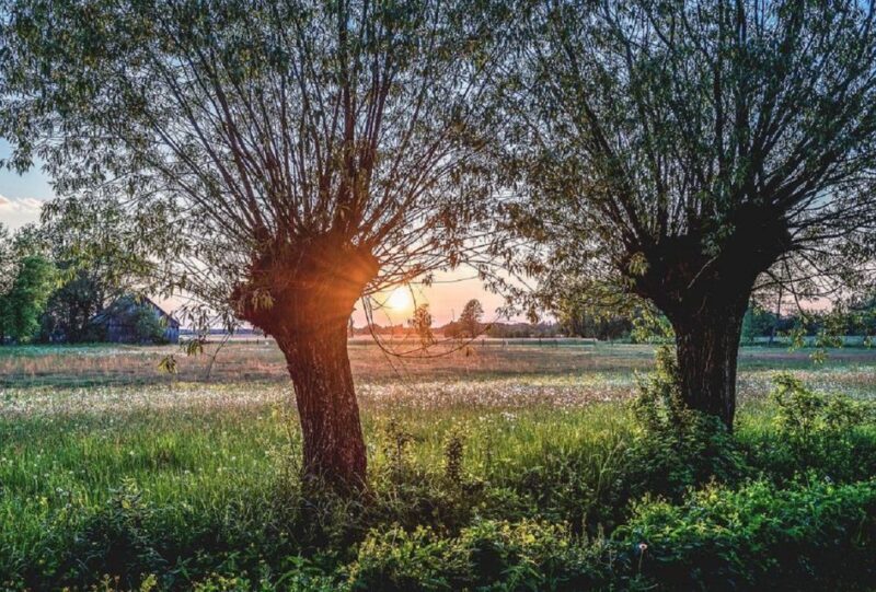 Warsaw: Half-Day Private Chopin Tour to Zelazowa Wola - Who Will Love This Tour?