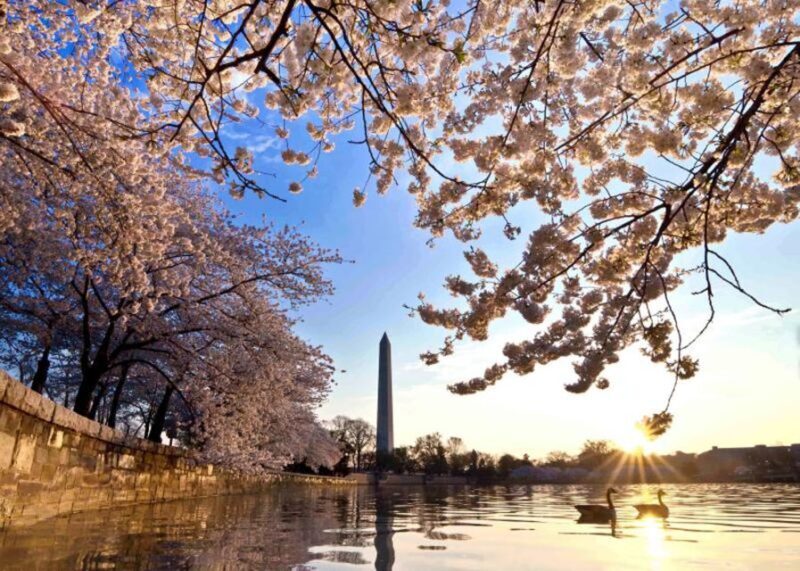 Washington: Cherry Blossom Tour - An In-Depth Look at the Washington: Cherry Blossom Tour