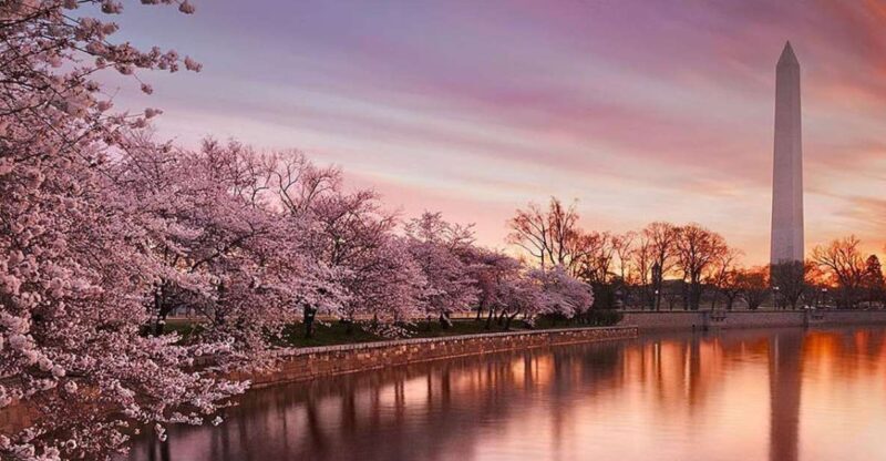 Washington: Cherry Blossom Tour - Who Should Consider This Tour?