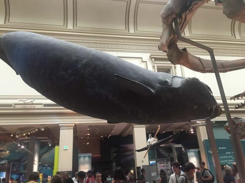 Washington D.C. Natural History Museum Family Scavenger Hunt - Key Points