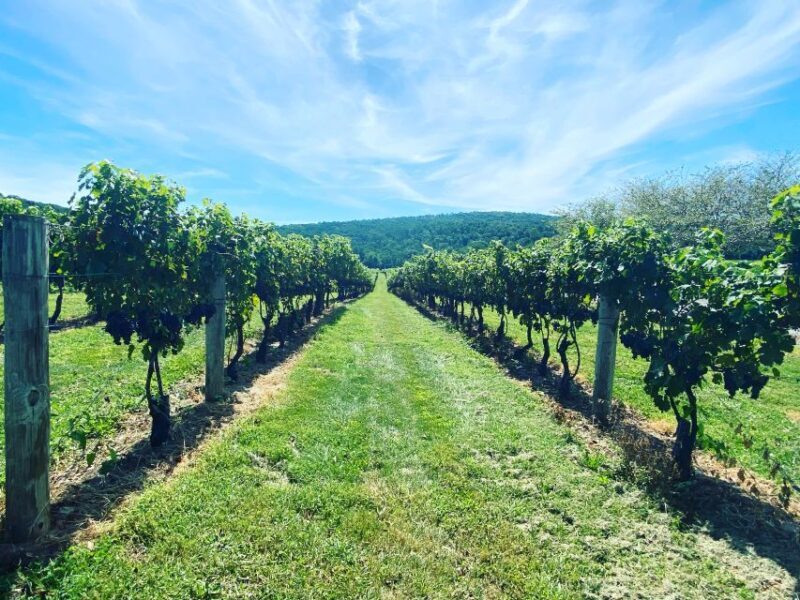 Washington, DC: Virginia Wine Region Experience Tour - Who’s this tour perfect for?