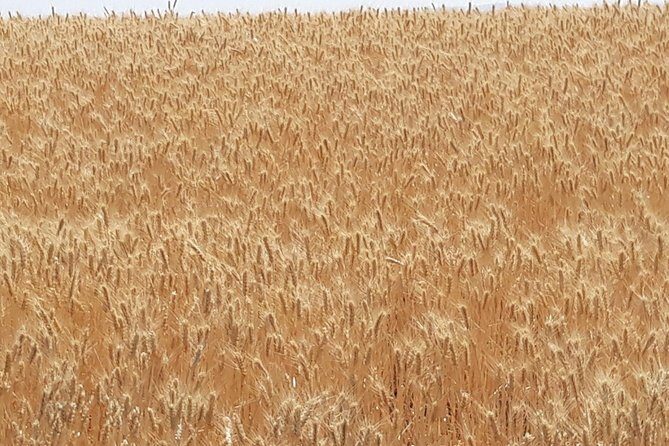 WASHINGTON ST AGRICULTURE, Apples & Irrigation - The Sum Up  