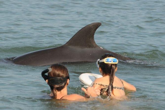 Watch and Swim with Dolphins in the Wild - Key Points