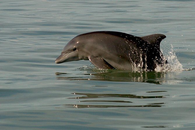 Watch and Swim with Dolphins in the Wild - Frequently Asked Questions