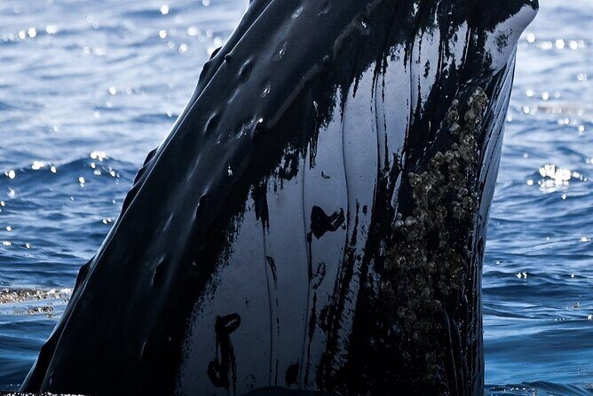 Watch and Swim with Humpback Whales in Moorea - Key Points