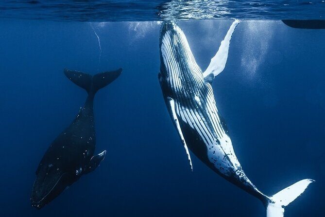 Watch and Swim with Humpback Whales in Moorea - Itinerary Breakdown