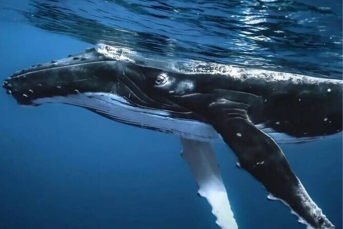 Watch and Swim with Humpback Whales in Moorea - Who Will Love This Tour?