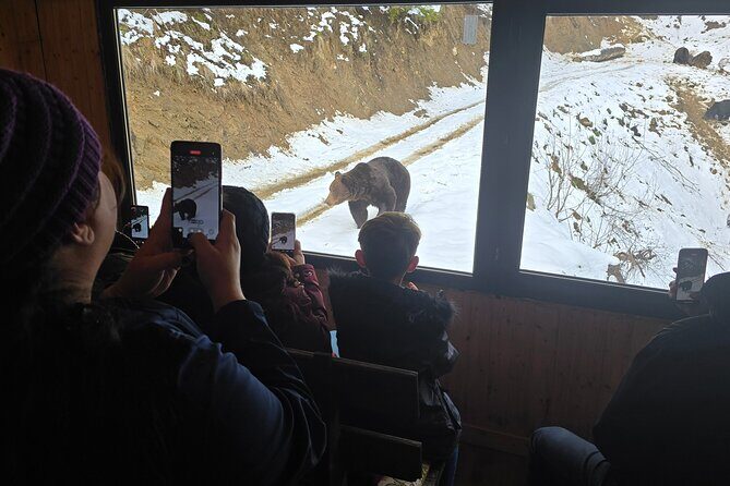 Watching Brown Bear from hideout/ Guarantee you'll see wild Bears - Watching Brown Bear from Hideout / Guarantee Youll See Wild Bears