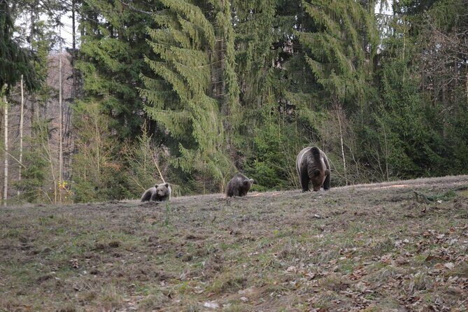 Watching Brown Bear from hideout/ Guarantee you'll see wild Bears - What Travelers Love About This Tour