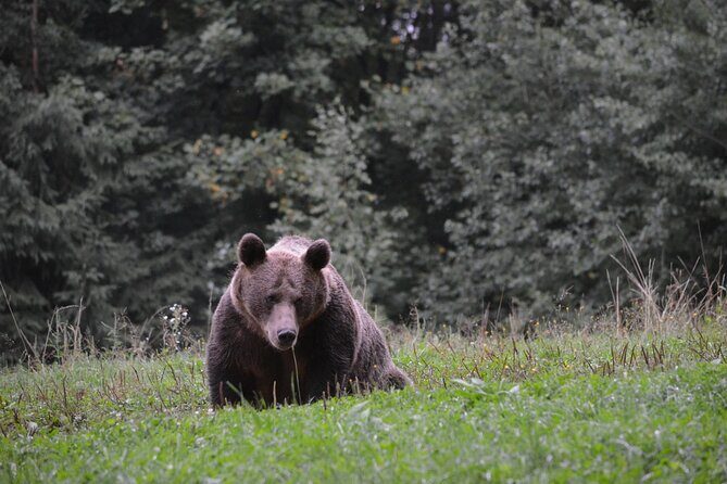 Watching Brown Bear from hideout/ Guarantee you'll see wild Bears - Final Thoughts