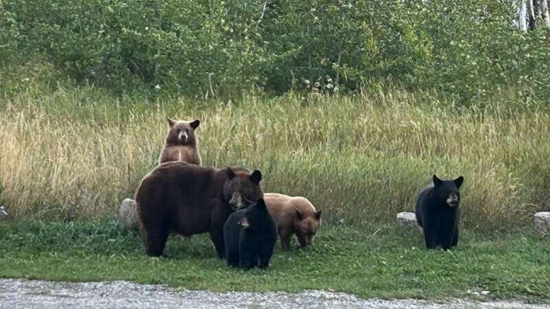 Waterton's Wild Beauty: A Hidden Gem in the Rockies - Discovering the Beauty of Waterton Lakes from Calgary