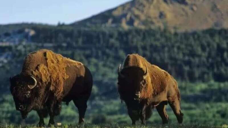 Waterton's Wild Beauty: A Hidden Gem in the Rockies - The Prince of Wales Hotel: A Photo Opportunity