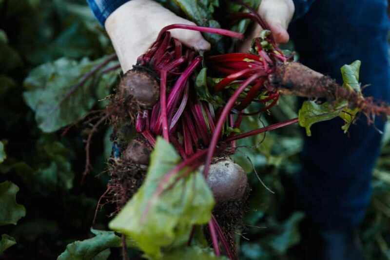 Watervale: Penobscot Farm Tour with Chef and 5-Course Lunch - Discovering Penobscot Farm and Watervale Hotel