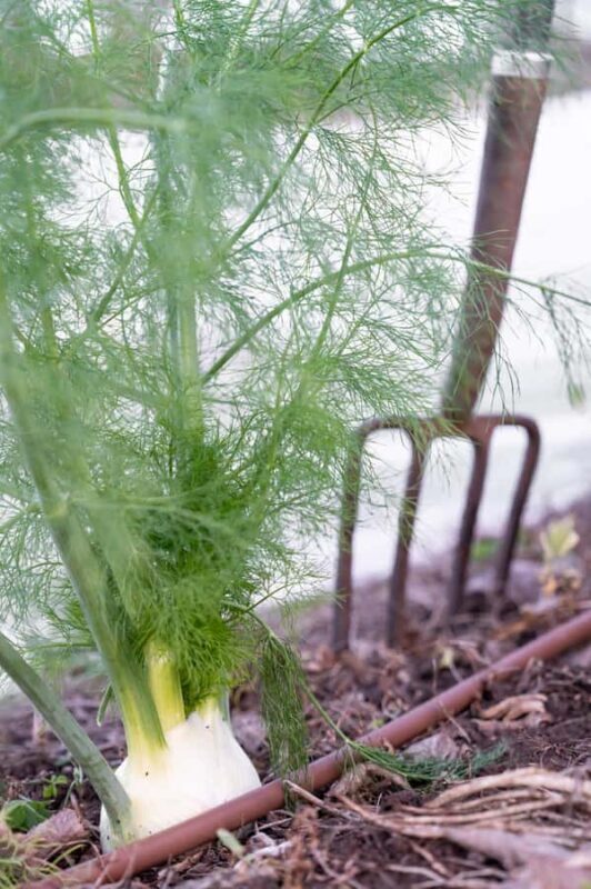 Watervale: Penobscot Farm Tour with Chef and 5-Course Lunch - FAQ