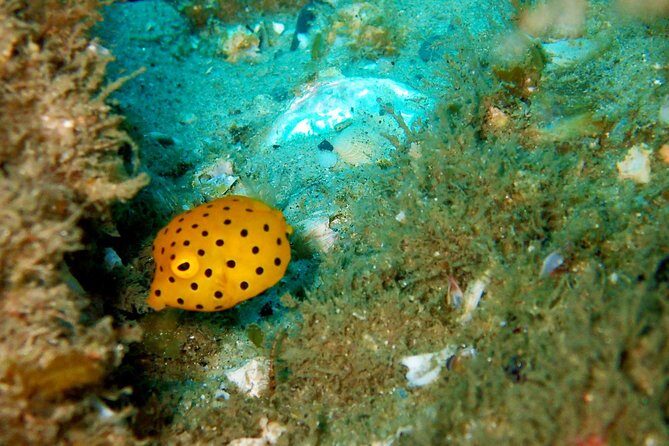Wave Break Island Scuba Diving on the Gold Coast - Value for Money