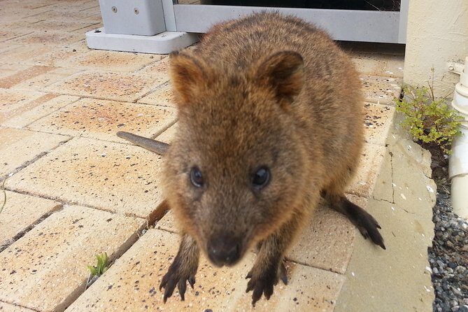 Wave Rock, Pinnacles and Rottnest One Day Aeroplane Tour - An Inside Look at the Tour Experience