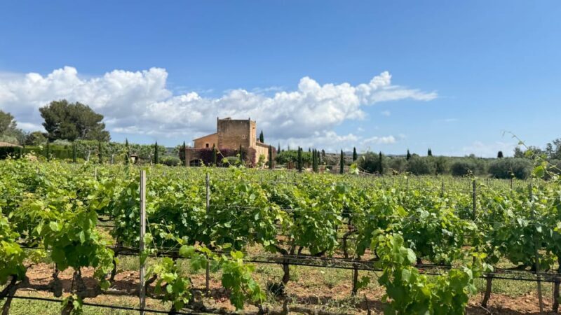 Weinsonntag auf Mallorca - Is This Tour Right for You?
