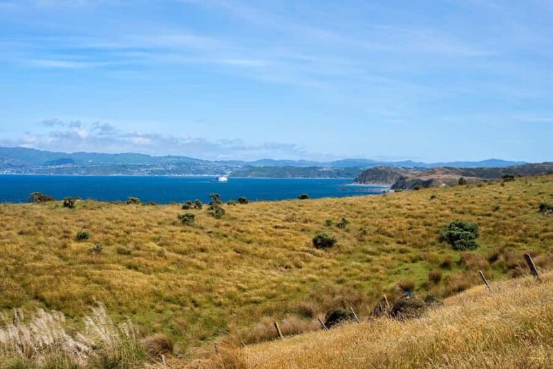 Wellington: Baring Head Lighthouse Walk - Final Thoughts