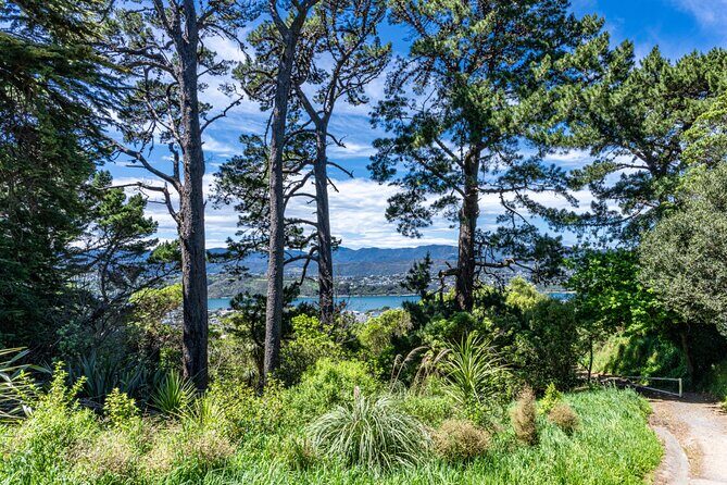 Wellington Hiking Tour: Climb & Unwind Experience - The Sum Up
