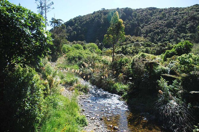 Wellington Native Bush Walking Tour - Wellington Native Bush Walking Tour: An Authentic Nature & Culture Experience