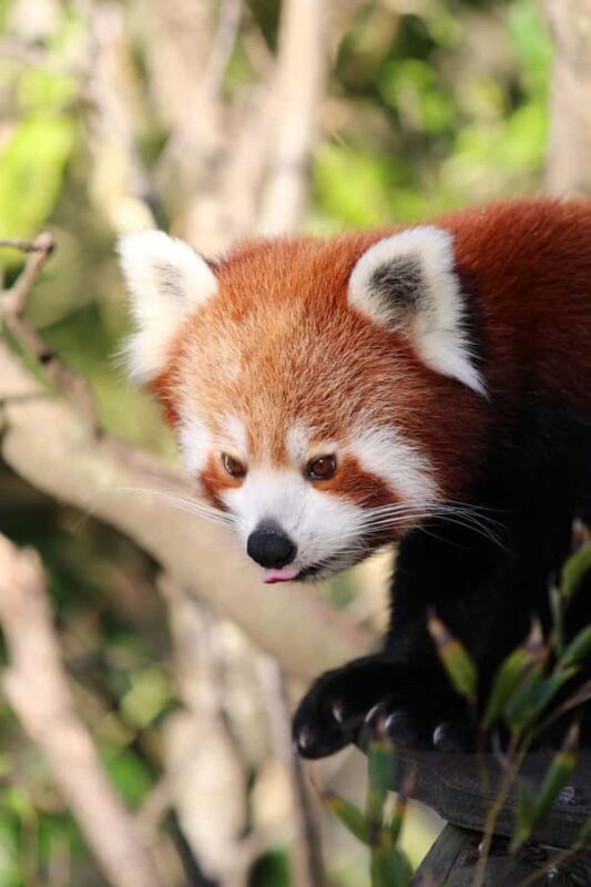 Wellington Zoo General Entry Tickets - What Makes Wellington Zoo Stand Out