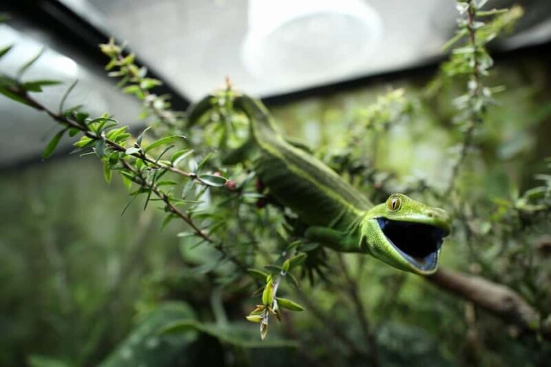 Wellington Zoo General Entry Tickets - Engaging Animal Encounters & Shows