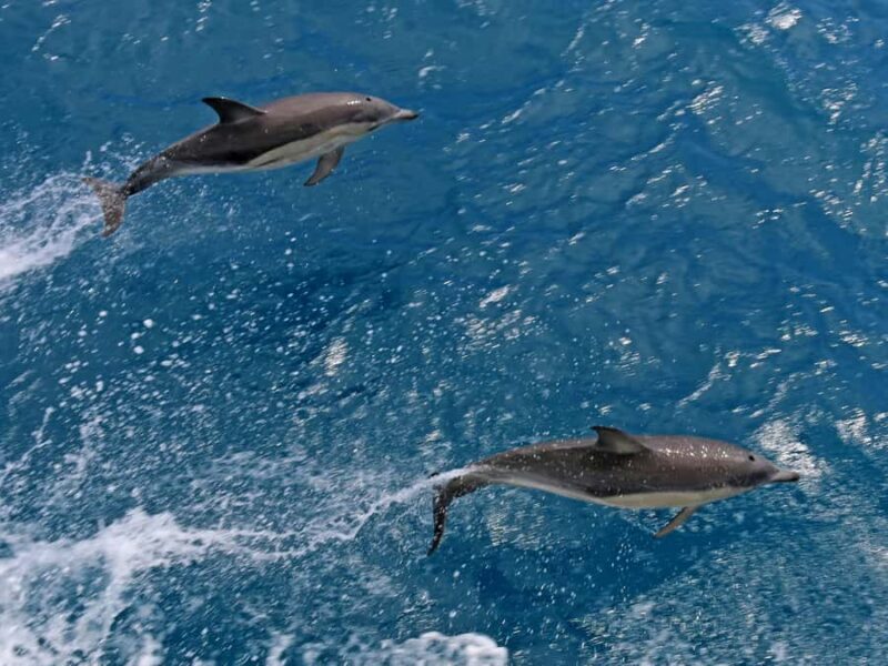 Welshpool: Wilsons Promontory Nature and Wildlife Day Cruise - FAQ