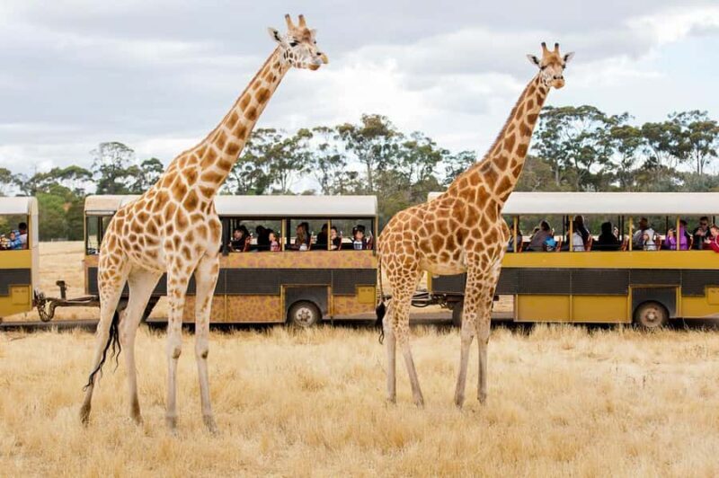 Werribee Open Range Zoo: Entry Ticket - Key Points