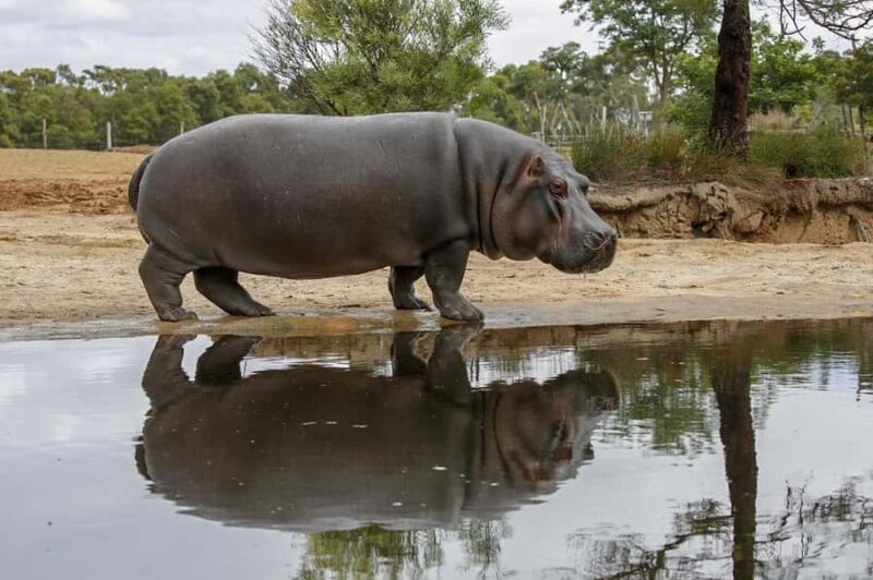 Werribee Open Range Zoo: Entry Ticket - Final Thoughts: Is It Worth Visiting?