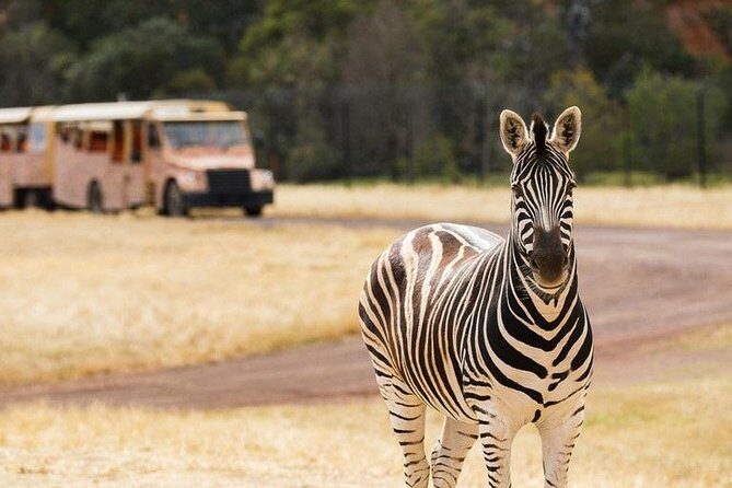 Werribee Open Range Zoo General Admission Ticket - An In-Depth Look at the Experience