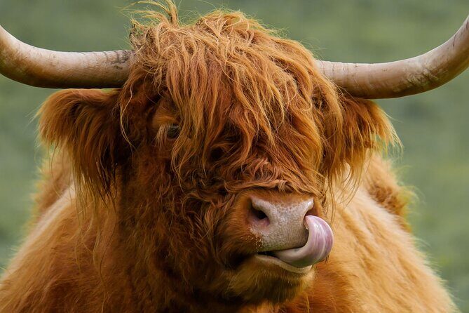 West Coast Lochs & Castles Tour - from Edinburgh - Final Thoughts  