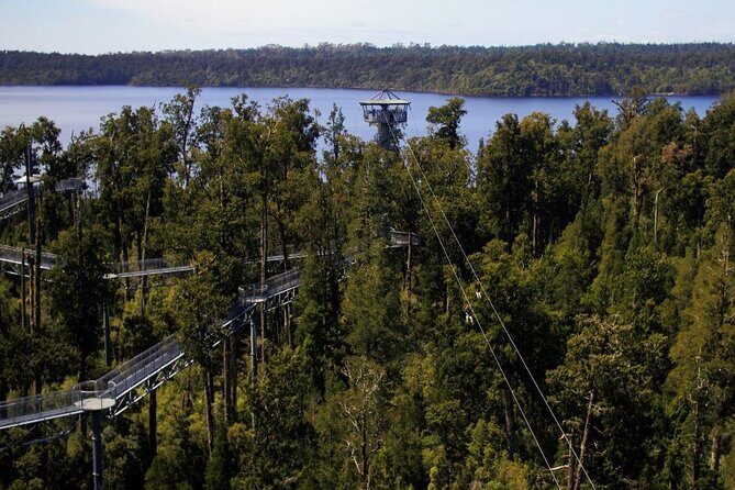 West Coast Tower Zipline & Treetop Walk Combo - What Makes This Tour Stand Out?