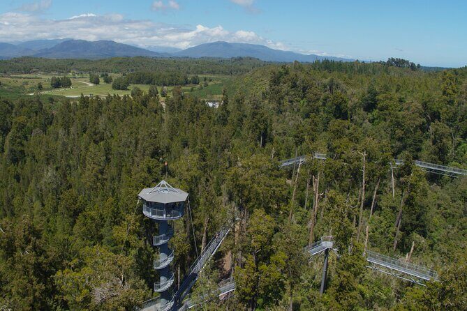 West Coast Tower Zipline & Treetop Walk Combo - The Real Traveler Perspective: Insights from Reviews