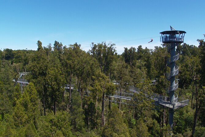 West Coast Tower Zipline & Treetop Walk Combo - Final Thoughts