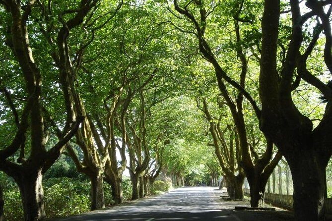 West Coast Van Tour (Half Day) | Terceira Island - Who Would Love This Tour?