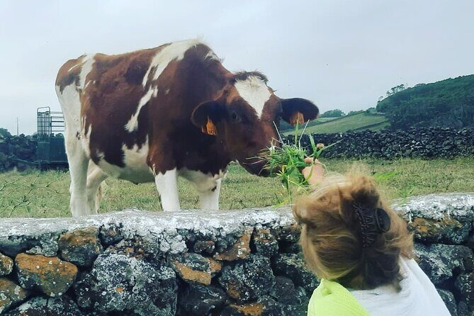 West Coast Van Tour (Half Day) | Terceira Island - Final Thoughts