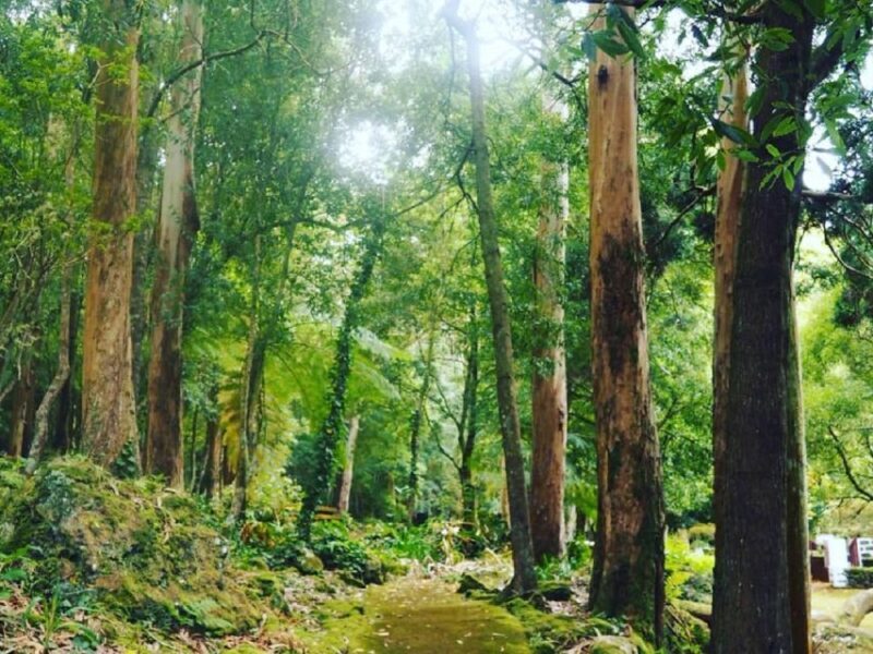 West Coast Van Tour (Half Day) | Terceira Island - Key Points