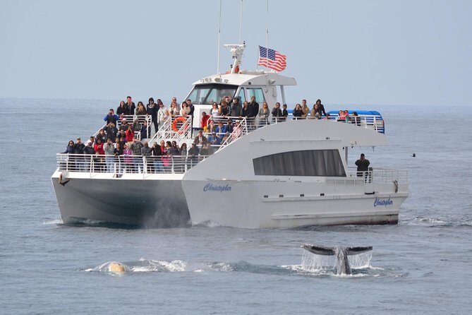 West Harbor LA Whale and Dolphin Watching Cruise - Introduction: What Makes This LA Whale and Dolphin Tour Stand Out?