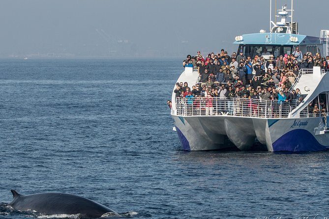 West Harbor LA Whale and Dolphin Watching Cruise - Pricing and Value: Is It Worth the Cost?