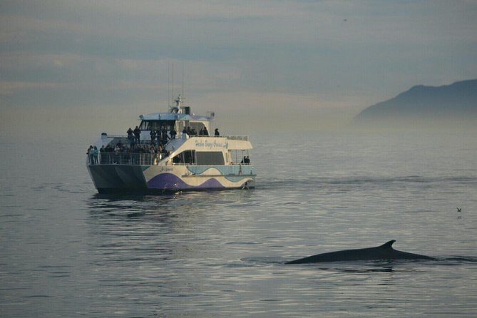 West Harbor LA Whale and Dolphin Watching Cruise - Authentic Experiences from Reviewers