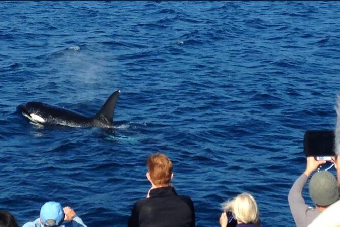 West Harbor LA Whale and Dolphin Watching Cruise - Who Will Love This Experience?