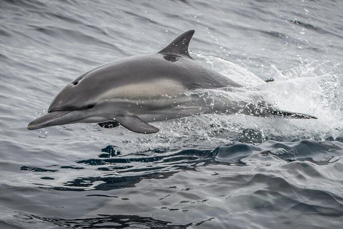 West Harbor LA Whale and Dolphin Watching Cruise - FAQ: Practical Questions About the LA Whale and Dolphin Watching Cruise